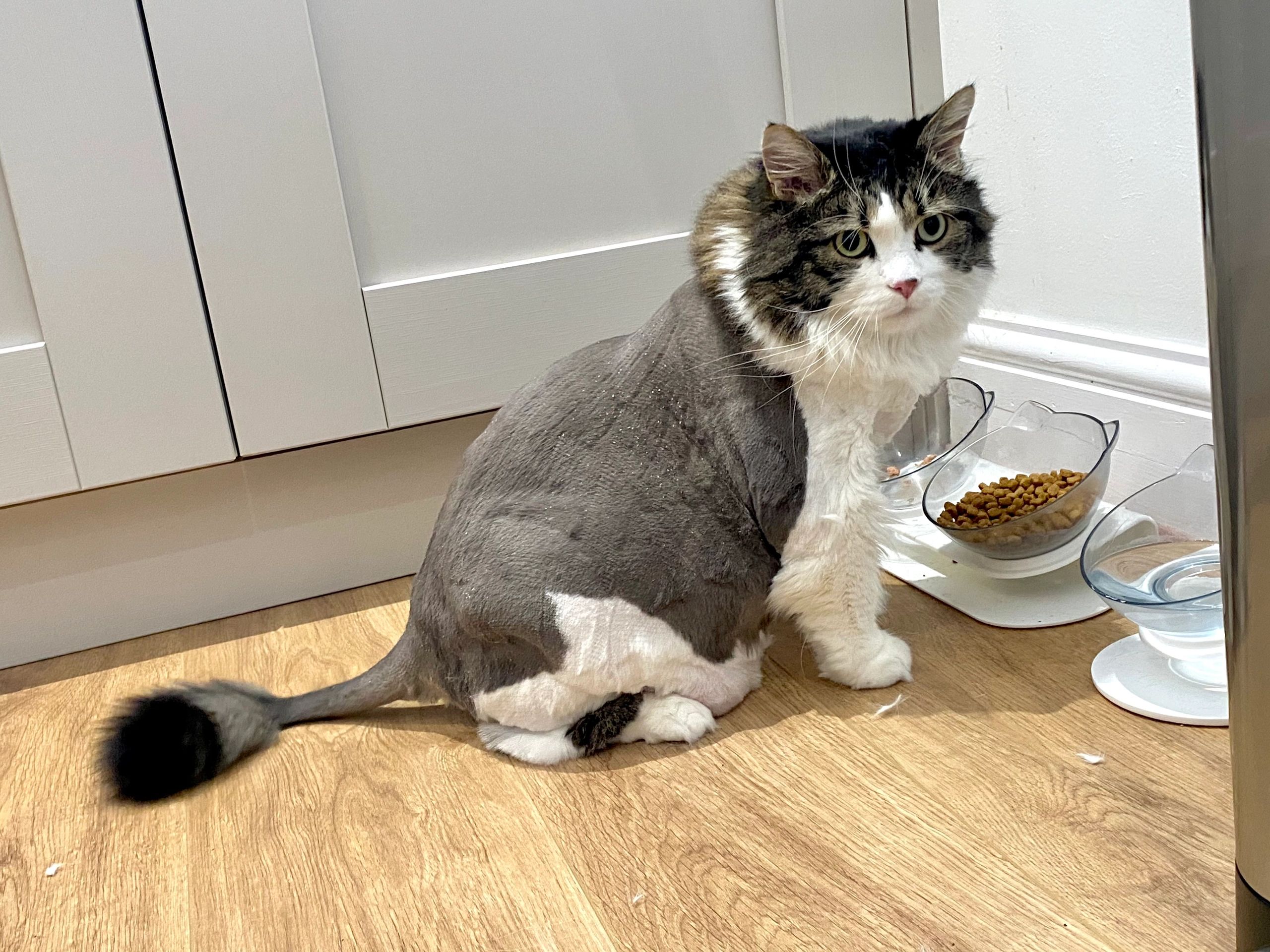 Teddy Bear Cuts for Cats